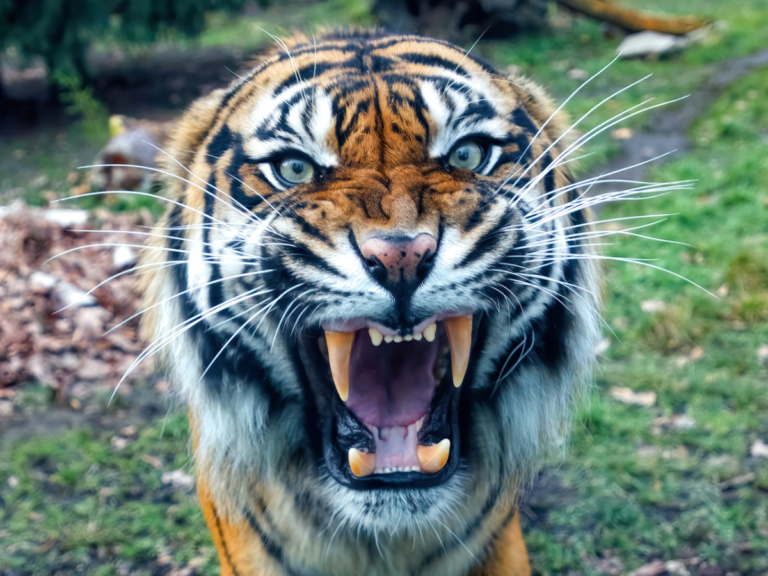 動物の睡眠時間の一覧・よく眠ると眠らない動物を比べてみたら意外だった | どうぶつのこと。～動物の動画や雑学が毎日見つかるサイト～