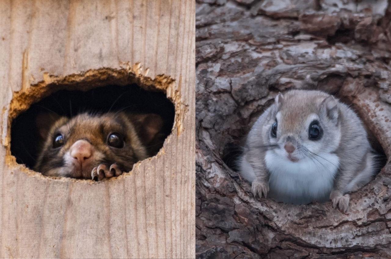 ムササビとモモンガの違いとペット事情を徹底解説！見分け方・特徴もわかりやすく紹介【7つの視点】 | どうぶつのこと。～動物の動画や雑学が毎日 ...